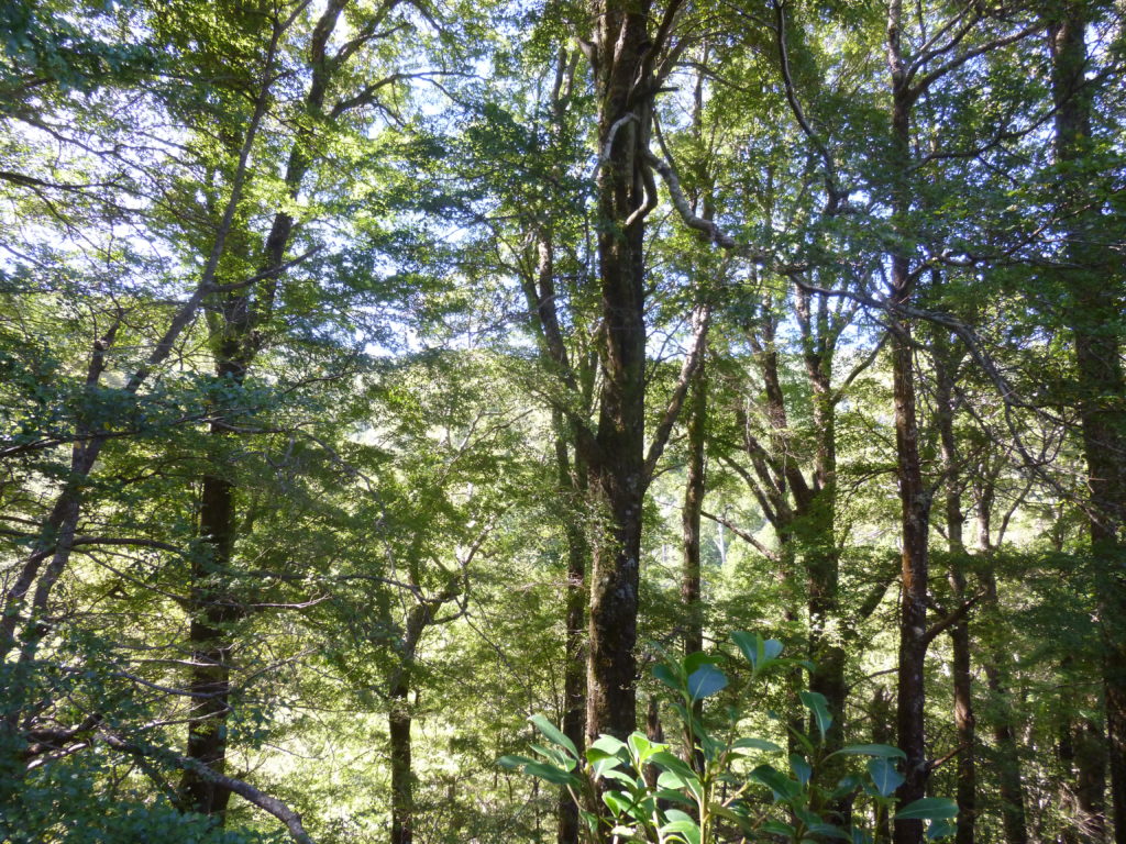 About Hinewai – Hinewai Reserve