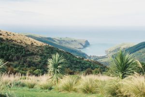 Photo Gallery – Hinewai Reserve