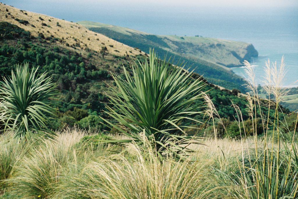 Photo Gallery – Hinewai Reserve